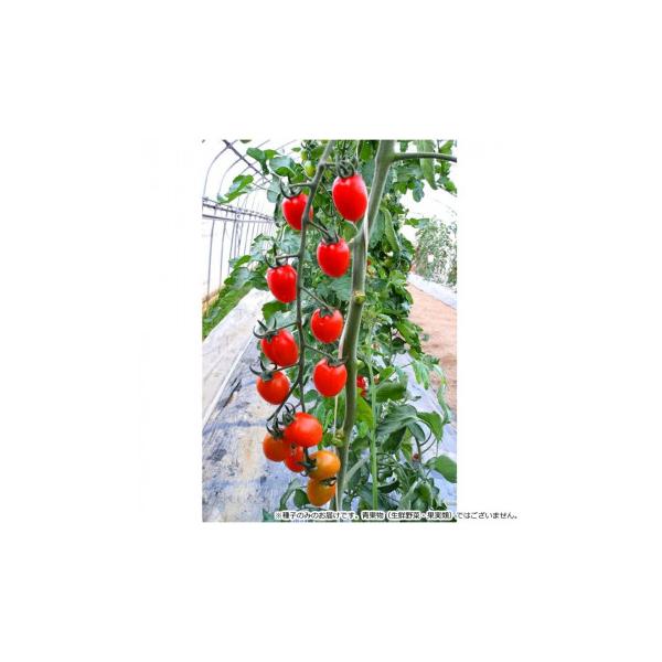 果重15〜20g程度のプラム型ミニトマト品種です。糖度10度前後と非常に高く、酸味は少なく食味良好。従来のプラム型品種と比べて果肉がしっかりしており、輸送性に優れています。1花房当たり15-20果程度着果し、収量性も抜群です。トマト黄化葉巻...