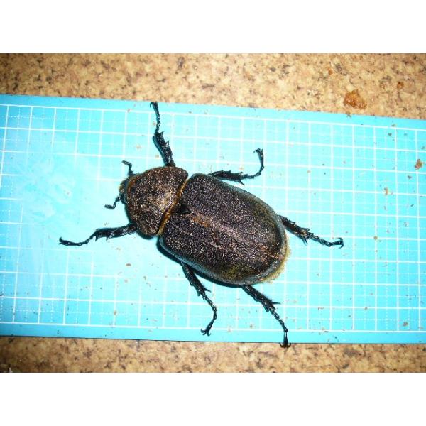 ヘラクレスヘラクレス♀70mmUP単品の販売です。産地グアドループ累代CBF12025年12月〜2026年1月羽化画像は参考です。2026年4月上旬まで北海道への発送は出来ません。