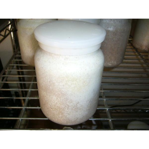 ヒラタケ８００ｃｃボトルの販売です。クヌギ、ブナミックス微粒子８００ｃｃ菌糸ボトルです。暑い時期は別途クール代330円が必要です。