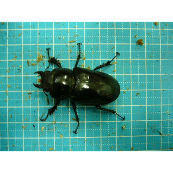 ユダイクスミヤマ♀５０mmUPの販売です。産地トルコ累代CBF1２０２5年８月羽化未後食サイズは顎を開いた状態で計った最大値です。多少の誤差はご了承下さい。完品だと思いますが多少のキズディンプルはご了承下さい。画像は参考です。