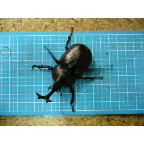 国産カブトムシ♂70mmUP単品の販売です。２０２6年5月下旬羽化４３０〜860ccのカップに１匹ずつ入っています。翌日午前中に受け取れる方希望です。２日掛かる北海道、九州、中国四国地方は発送出来ません。