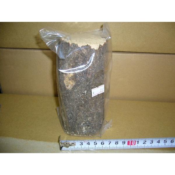 クヌギ産卵材S１本の販売です。直径7cm前後１本です。オオクワガタ等の産卵用です。クヌギシイタケ廃榾木固さ普通です。