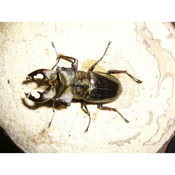 ウェムケンミヤマ♂60mmup単品の販売です。産地APLS累代CBF1♂60mm２０２5年11月羽化♀38mm　2025年10月羽化サイズは顎を開いた状態で計った最大値です。多少の誤差はご了承下さい。完品だと思いますが多少のキズディンプルは...