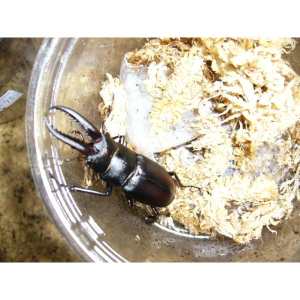 ノコギリクワガタ小ペアの販売です。♂♀サイズフリー２０２6年7月下旬野外採集品発送は翌日到着地域のみです。採短時間での受け取りをお願いいたします。持ち戻り夕方夜間指定の死着保証は出来ません。画像は参考です。