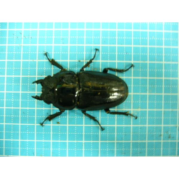 オオクワガタ久留米血統♀53mm単品の販売です。♀53mm　2025年7月羽化　 CBF1画像は参考です。