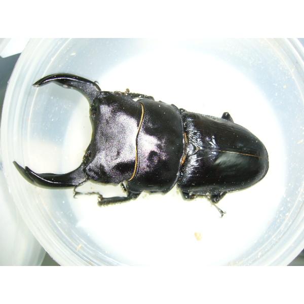 オオクワガタ能勢産SR血統♂86.0mmペアの販売です。♂86.0mm　2025年7月羽化　親♂89.2mm♀51.1mm　CBF1♀56mm　2025年7月羽化　   CBF1サイズは顎を開いた状態の最大値です。多少の誤差はご了承下さい。...