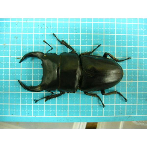 オオクワガタ能勢産SR血統♂87.0mmペアの販売です。♂87.0mm　2025年7月羽化　親♂91.0mm♀57.0mm　♀５５mm　２０２5年７月羽化　　サイズは顎を開いた状態の最大値です。多少の誤差はご了承下さい。完品だと思いますが多...