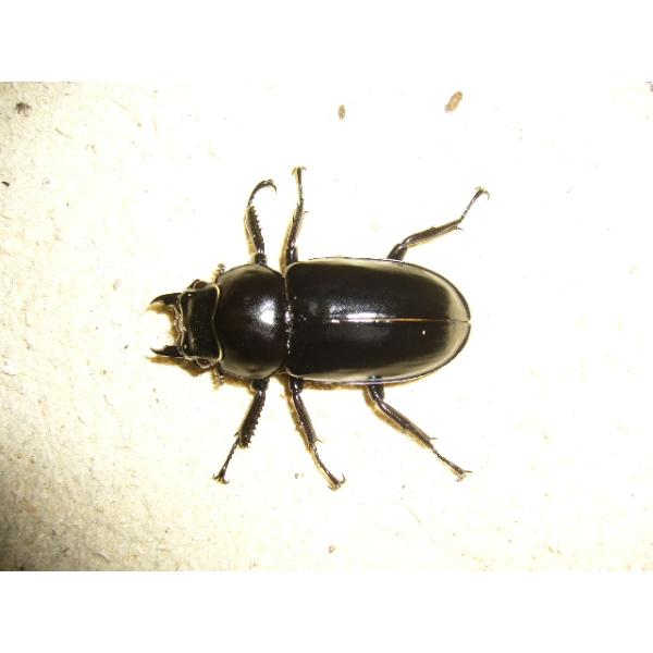 ウエストウッドオオシカクワガタ♀40mmup単品の販売です。産地　ＡＰＬＳ累代　ＣＢＦ１♀４0mm Ｕｐ         ２０２5年9月羽化 未後食 発送は翌日到着地域に限ります。翌日最短時間での受け取りをお願いいたします。持ち戻り夕方夜間...