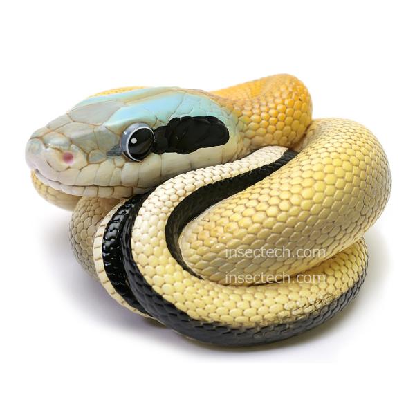 【動物の惑星】マレースジオ フィギュアElaphe taeniura ridleyi"figure" "Statuette"最大全高：約35mm最大全長：約72mm最大全幅：約72mm重さ：約85g※目安としてお考えください※手のひらにポン...