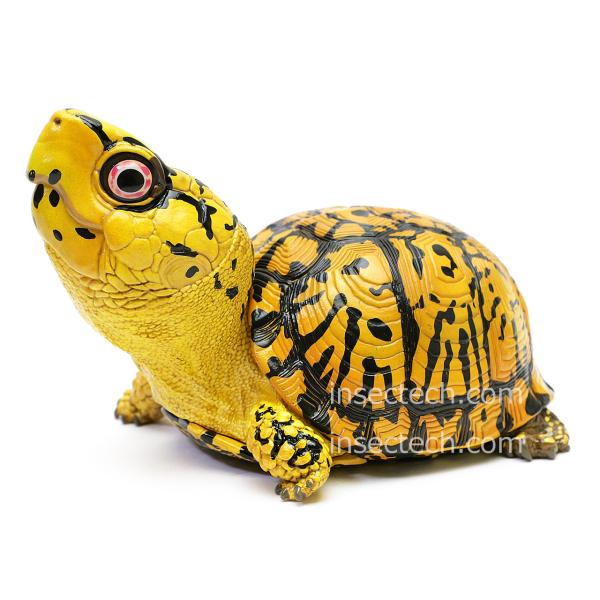 【動物の惑星】トウブハコガメ（イエロー）フィギュアTerrapene carolina carolina"figure" "Statuette"最大全高：約55mm最大全長：約90mm最大全幅：約55mm重さ：約84g※目安としてお考えくだ...