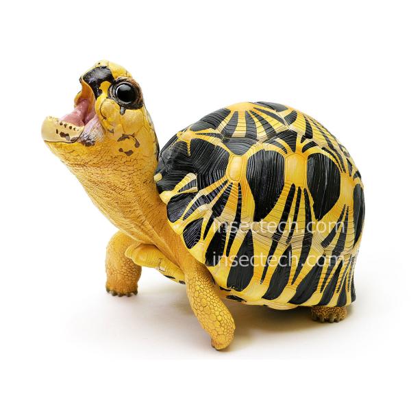 【動物の惑星】ホウシャガメ（立像）フィギュアAstrochelys radiata"figure" "Statuette"最大全高：約80mm最大全長：約90mm最大全幅：約58mm重さ：約115g※目安としてお考えください※手のひらにポン...