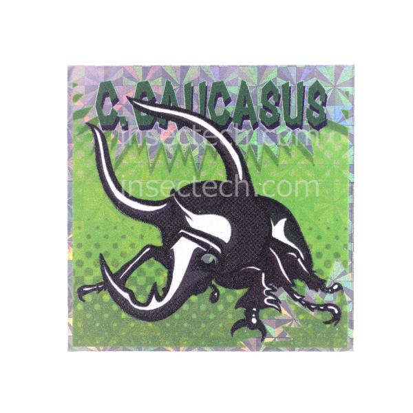 【クリックポスト発送対象商品】【駄画紙屋むしーる】コーカサスオオカブトChalcosoma chironChalcosoma caucasus背景やイラスト一部がキラキラするフォログラム印刷※裏面に「解説とイラスト」有りお手元に届いてからの...