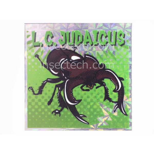 【クリックポスト発送対象商品】【駄画紙屋むしーる】ユダイクスミヤマクワガタLucanus cervus judaicus背景やイラスト一部がキラキラするフォログラム印刷※裏面に「解説とイラスト」有りお手元に届いてからのお楽しみ♪大きさ 縦×...