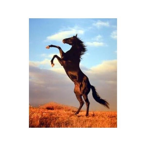 当サイトをご覧頂き誠にありがとうございます。弊社商品は全て正規店からの新品・並行輸入品です。税関手続・関税払いは全て弊社で対応の上、全国送料無料でお届けします。弊社海外倉庫より国内に発送しますので、お届けまで2-15営業日程度お時間を頂いて...