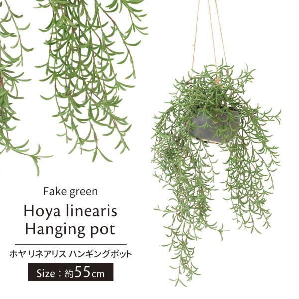 ぷっくりした細葉が特徴的なホヤ リネアリスその姿が珍しく、希少な植物として人気があります。■商品名：ホヤ リネアリス ハンギングポット■サイズ長さ約55cm（麻紐除く）ポット直径14×高さ10cm■重量：約750g■材質：プラスチック、陶器...