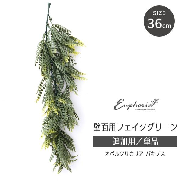 左右対称の小さな丸い葉が可愛いオペルクリカリア パキプスリーフのハンギンググリーン。垂れ下がりが可愛いハンギングタイプはユーフォリアシリーズのグリーンウォールパネルへの追加取付だけでなく、単品でハンギンググリーンとして装飾するのもおすすめ。...