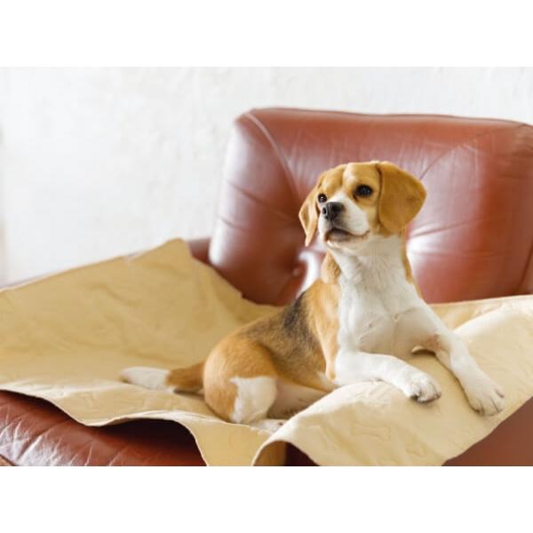 【トール・テイルズ】ベビー用品と同様の安全性と心地よさをペットにも1933年創業のNY老舗ベビー用品メーカーTRIBORO社が新たに立ち上げたペットブランドです。飽きのこないシンプルでナチュラルなデザインに加え、すべての商品がベビー用品に求...