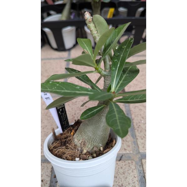 ラベルはトリプルトリニティーですが、どうも違うようで、ラベル落ち苗。何らかのアデニウムの交雑種だと思われます。