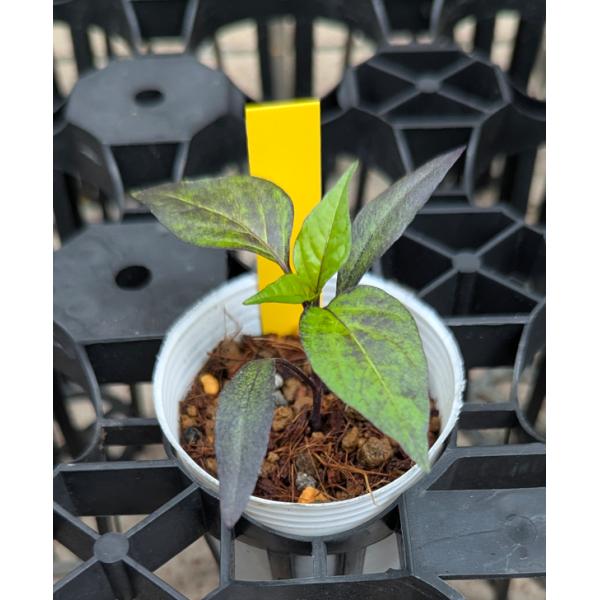 【発売日：2026年04月04日】伝統野菜で有名な紫とうがらし(1苗)です。現状品は無農薬状態で引き渡し。。合わせ買いなど歓迎です＾＾※オクラ苗の予約にて選択するとお買い得に!