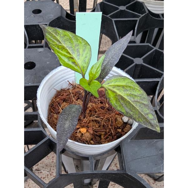 【発売日：2026年04月04日】伝統野菜で有名な紫とうがらし(1苗)です。現状品は無農薬状態で引き渡し。。合わせ買いなど歓迎です＾＾※オクラ苗の予約にて選択するとお買い得に!