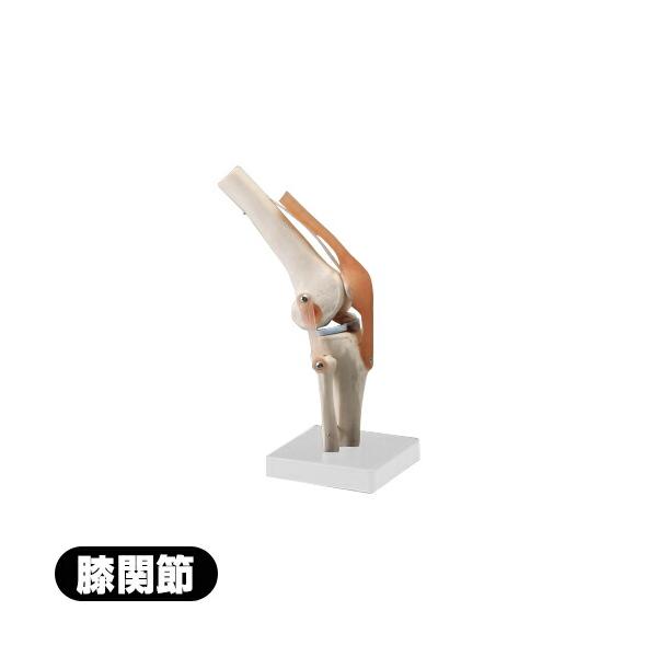 商品詳細商品名エスキュア 人体模型シリーズ (S+CURE)膝関節模型( ひざかんせつもけい セミナー 講座 練習用 授業 骨格模型 模型 間接模型 骨格標本 骨模型 骸骨模型 人骨模型 骨格 人体 可動 右手 教材 実験 接骨院 整骨院 ...
