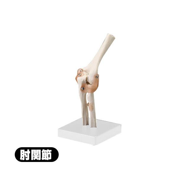 商品詳細商品名エスキュア 人体模型シリーズ (S+CURE)肘関節模型( ふじかんせつもけい セミナー 講座 練習用 授業 骨格模型 模型 間接模型 骨格標本 骨模型 骸骨模型 人骨模型 骨格 人体 可動 右手 教材 実験 接骨院 整骨院 ...