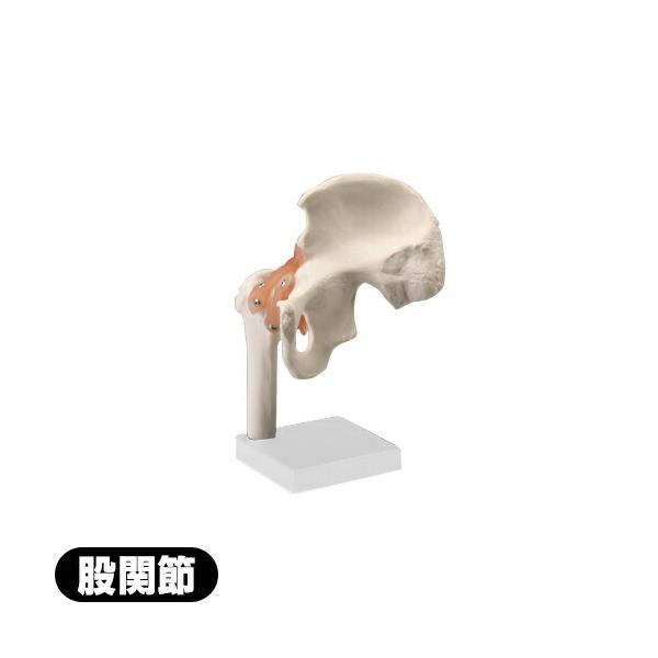 商品詳細商品名エスキュア 人体模型シリーズ (S+CURE)股関節模型( またかんせつもけい セミナー 講座 練習用 授業 骨格模型 模型 間接模型 骨格標本 骨模型 骸骨模型 人骨模型 骨格 人体 可動 右手 教材 実験 接骨院 整骨院 ...