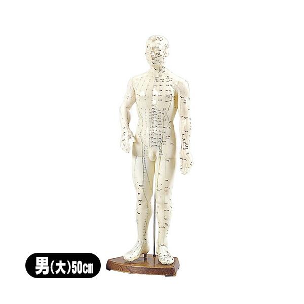 立体的に経穴を確認できる学習に最適な鍼灸経穴模型男性モデル