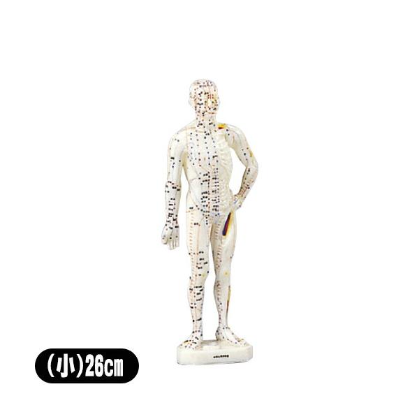 立体的に経穴を確認できる学習に最適な鍼灸経穴模型