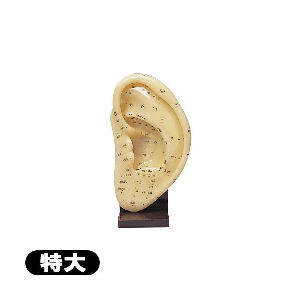 商品詳細商品名エスキュア 人体模型シリーズ (S+CURE)耳模型(特大)( けいけつにんぎょう 経穴模型 セミナー 講座 練習用 授業 骨格模型 模型 間接模型 骨格標本 骨模型 骸骨模型 人骨模型 骨格 人体 可動 教材 実験 接骨院 ...