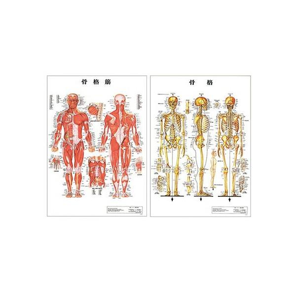 骨格筋・骨格を示したポスター  治療室や待合室の装飾としても使えます。  専門学校の講義室の壁に貼ったりすることもできます。サイズ:各縦86x横62cm表面はラミネート加工