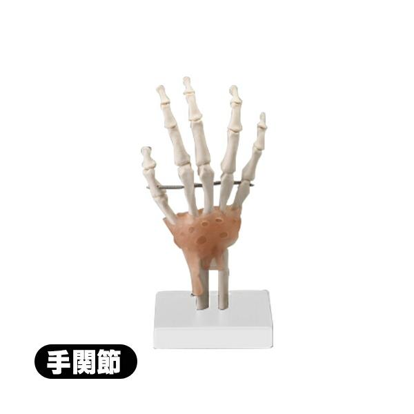 商品詳細商品名エスキュア 人体模型シリーズ (S+CURE)手関節模型( てかんせつもけい しゅかんせつ セミナー 講座 練習用 授業 骨格模型 模型 間接模型 骨格標本 骨模型 骸骨模型 人骨模型 骨格 人体 可動 右手 教材 実験 接骨...