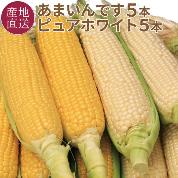 【発売日：2026年08月22日】・とうもろこしの生育状況により発送が大幅に早まる場合、遅れる場合がございます。・とうもろこしの収穫状況により受付期間中でも予告なく受付を終了する場合がございます。・食べ頃になり次第、収穫し発送するため、とう...