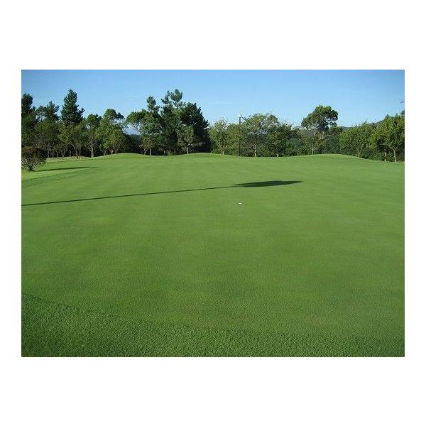 【発売日：2012年05月01日】クリーピングベントグラス「007」ダブルオーセブン 2Kg・適用面積　約100平方メートル。  ・2Kg単位でのご注文が可能です。★日本語と写真による種のまき方、育て方等の説明書が付属します。★送料＝全国一...