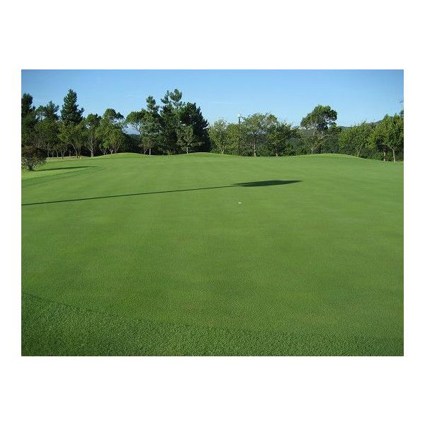 【発売日：2012年05月01日】クリーピングベントグラス「007」ダブルオーセブン 3Kg・適用面積　約150平方メートル。  ・3Kg単位でのご注文が可能です。★日本語と写真による種のまき方、育て方等の説明書が付属します。★送料＝全国一...