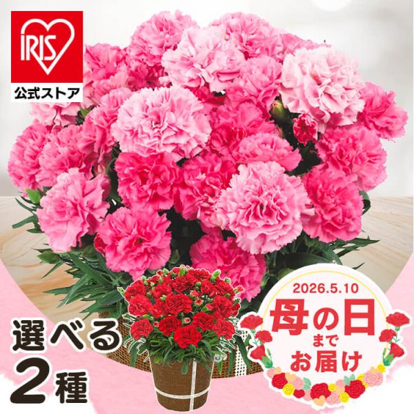 （検索用：母の日・カーネーション・鉢植え・赤カーネーション・感謝の気持ち・お母さん・母の日カード付・）[翌日優良配送対象商品に関しまして]下記の場合は対象外となります。・13時以降(休業日は12時以降)のご注文の場合・お届け先が対象地域外の...