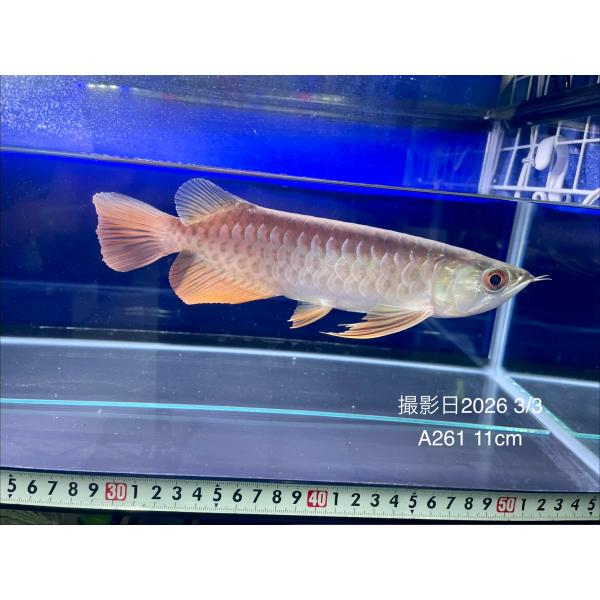 アジアアロワナ　スーパーレッド 血紅龍　国際野生動植物登録票有サイズ：±20cm餌：人工餌（乙姫）お受取りから 30日以内に「譲受けの届出」を、自然環境研究所センターへ提出する必要が義務付けられております。お受取り後は速やかに届け出をお願い...