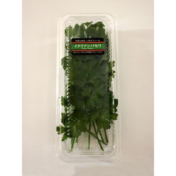 イタリアンパセリ(パースレー)15g（レギュラーパックRPC)  フレッシュハーブ 食用 和歌山県産ハーブティー、サラダ、デザート等の飾りに。肉料理にも使えます。※パックサイズについて高さ(深さ)40mm・縦長220mm・横85mmです 。...