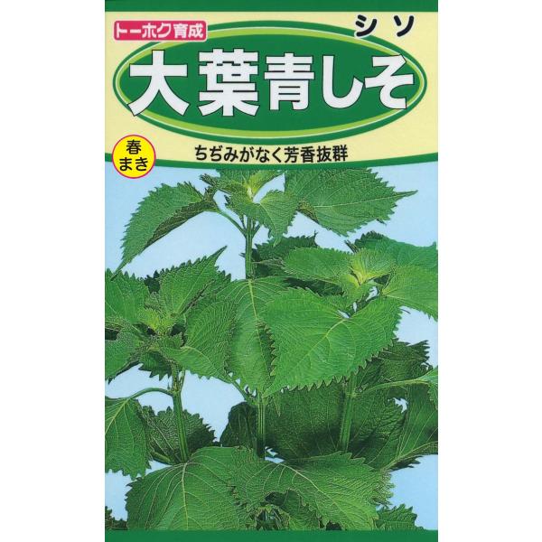 大葉青しそ清涼感のある香り高い大葉種のなかでも特に出穂が遅いので長期間にわたって収穫できる品種です。暑さに強く、生育旺盛で作りやすいのでプランターでの栽培にも適します。シソ 紫蘇 英名:Perilla・Wild sesame 植物分類:シソ...