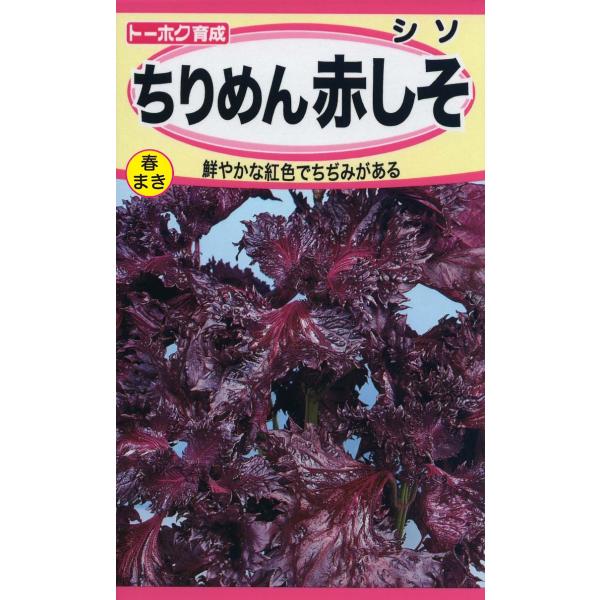 ちりめん赤しそ鮮やかな赤で着色の良いちぢみ種。葉は厚めで、梅干しやしょうがの色付けだけでなく、様々な漬け物に利用できます。独特の芳香性もあるので、しそジュースにも最適です。シソ 紫蘇 英名:Perilla・Wild sesame 植物分類:...