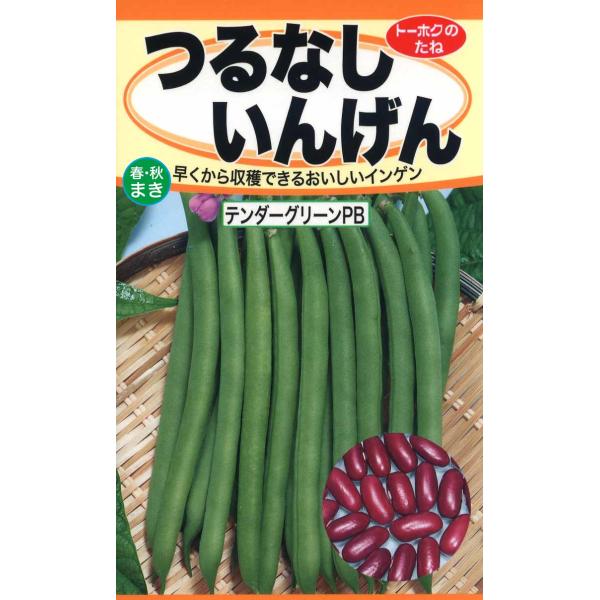 つるなしいんげん テンダーグリーンＰＢスジなしのやわらかな極早生種。タネまき後、約50日で13cm位のやわらかく曲りの少ない鮮緑丸莢がたくさん収穫できます。短期間にたくさん採れて家庭菜園に適します。インゲン（つるなし） 隠元・菜豆 英名:F...