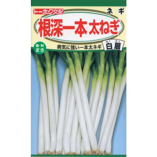 ネギは日本での栽培の歴史は古く、元来は薬用植物として使われていたようです色々な品種が全国各地で発達し、薬味としてだけでなく、様々な料理に使われて現代まで受け継がれてきました健康ブームも相まって今では周年なくてはならない主役級野菜の一つになっ...