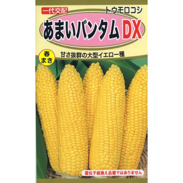 トーホクのトウモロコシは常に最新トレンドを追求していますイエロー、バイカラー、ホワイトいずれも市場で評価の高い品種のラインナップです先端までしっかり粒が入り、見た目の印象も良いきれいな筒形で濃緑の外皮色食味の甘さはもちろんのこと、粒皮のやわ...