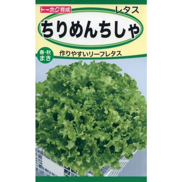 家族のお弁当に、子供たちの朝のパン食に、たまには自宅で焼肉を・・・・とこの葉物野菜がどれだけ重宝するか主婦にとっては日常的に利用できるよう作っておきたいのがレタス直売所でも人気のアイテムですレタス    萵苣 英名:Lettuce 植物分類...