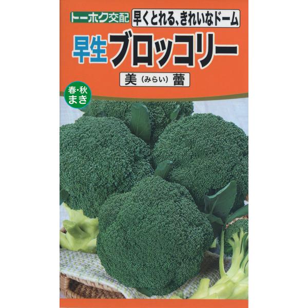 ブロッコリーはキャベツの仲間キャベツは葉がたくさん出て丸く締まるように進化したのに対してブロッコリーは蕾がたくさんできるように改良されました昭和３０年代後半から急激に消費が伸び、今では私たちの食生活にしっかりと根付いた野菜になっていますトー...