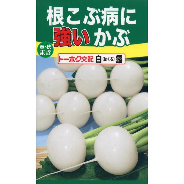 カブは日本には弥生時代に伝わったとされる古い野菜です全国各地で実に様々な品種が分化し、今も地域の食生活に根付いていますトーホクはそれらの多くを大事に守っていますまた野菜の芸術品とも呼ばれる「金町小カブ」については、純白で腰高の美しい形と、き...