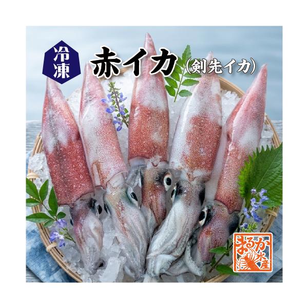 当店所在地（三重県伊勢市）や、主な産地である長崎県などの和歌山以西の地域では、身が赤く美しい最高級のイカ「剣先イカ」のことを親しみを込めて『赤イカ』と呼びます。 長崎県産を中心に、日本各地の豊かな海で水揚げされた 新鮮な赤イカ。入荷直後に美...