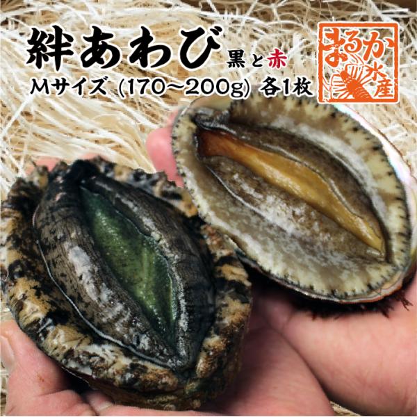 [商品名]絆あわび（天然黒赤あわびのつがいセット）Mサイズ 170〜200g　各1枚 [あわび][産地]主に三重県、徳島県、愛媛県[発送方法]送料無料　ヤマト運輸 冷蔵便[賞味期限]発送日より3日（要冷蔵）[販売者]マルカ水産株式会社　三重...