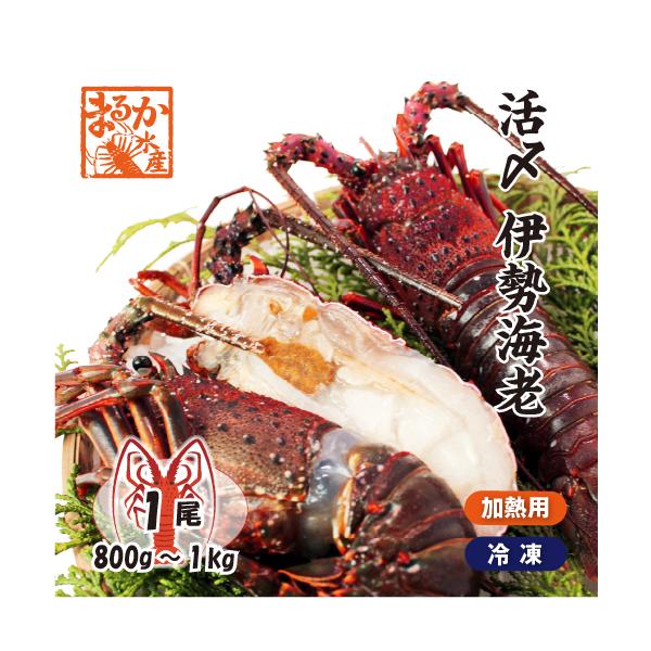 特大サイズ 1尾 800g〜1kgは、標準サイズの伊勢海老に比べ、重さも三倍以上、サイズも10cm以上大きなサイズで、当店がご用意する冷凍伊勢海老の中で一番大きなサイズです。食べ応えタップリで、お料理映えも豪華です。 「伊勢海老」の名の由来...