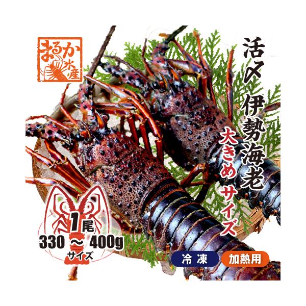テルミドールやバーベキューなどいろいろな料理にできる、330〜400gの大きめサイズの伊勢海老をご用意しました。「伊勢海老」の名の由来の三重県伊勢志摩で水揚げされた、活きのいい伊勢海老を、元気なうちに氷で〆てから、急速冷凍した、鮮度のいい冷...